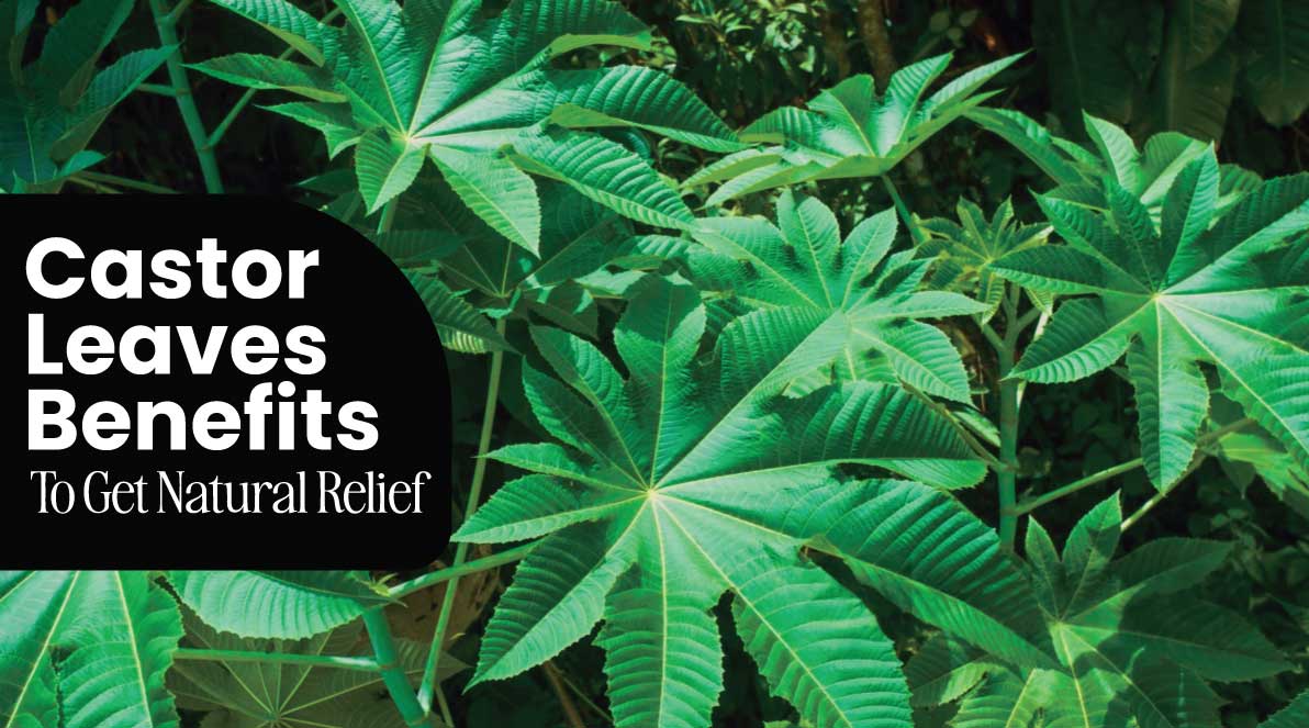 Castor Leaves Benefits To Get Natural Relief | ToneOpCare
